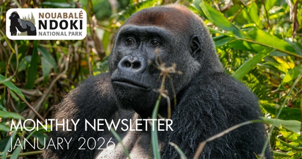 Nouabalé-Ndoki National Park newsletter, January 2026 > WCS Congo