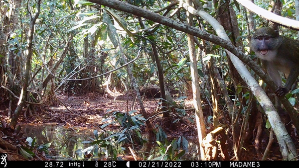 The Swamp Monkey: A Little-Known Jewel of Lac Télé’s Flooded Forests ...