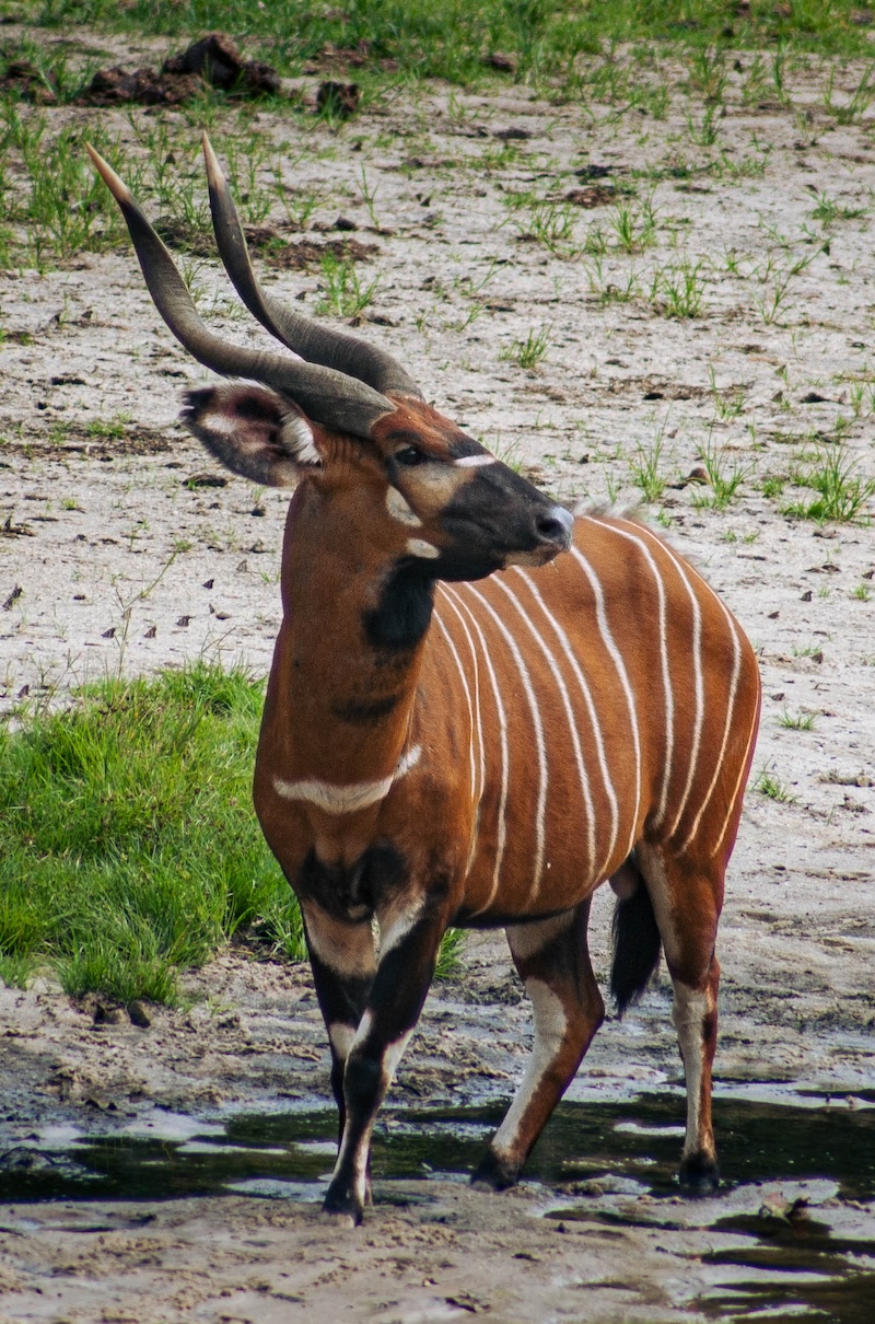 WCS Congo > Wildlife > Bongo
